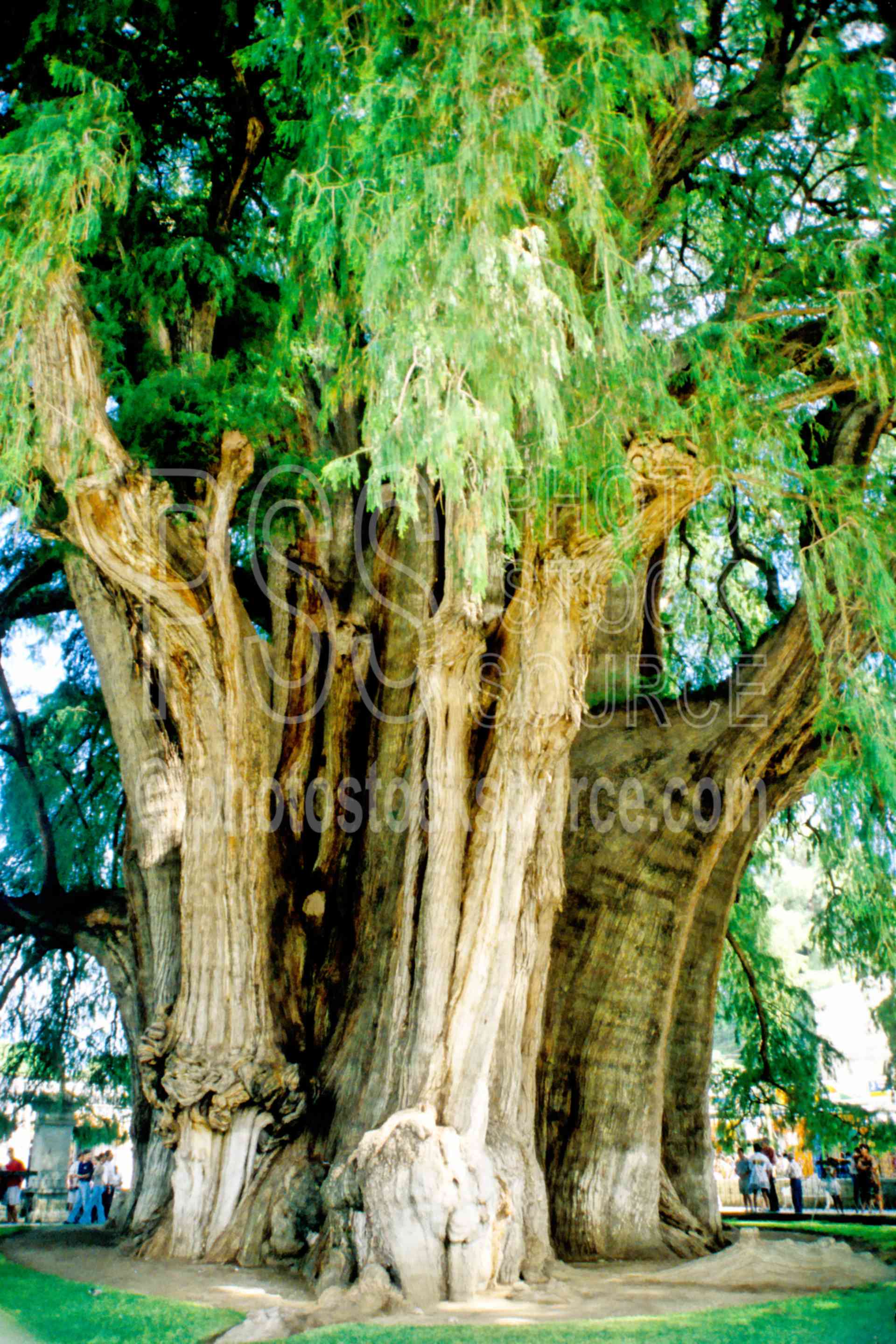 Photo of The Tule Tree by Photo Stock Source tree, Santa Maria del Tule ...