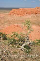 Gobi Desert Flaming Cliffs Gallery