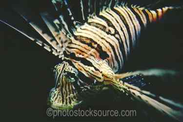 Papua New Guinea Fish Gallery