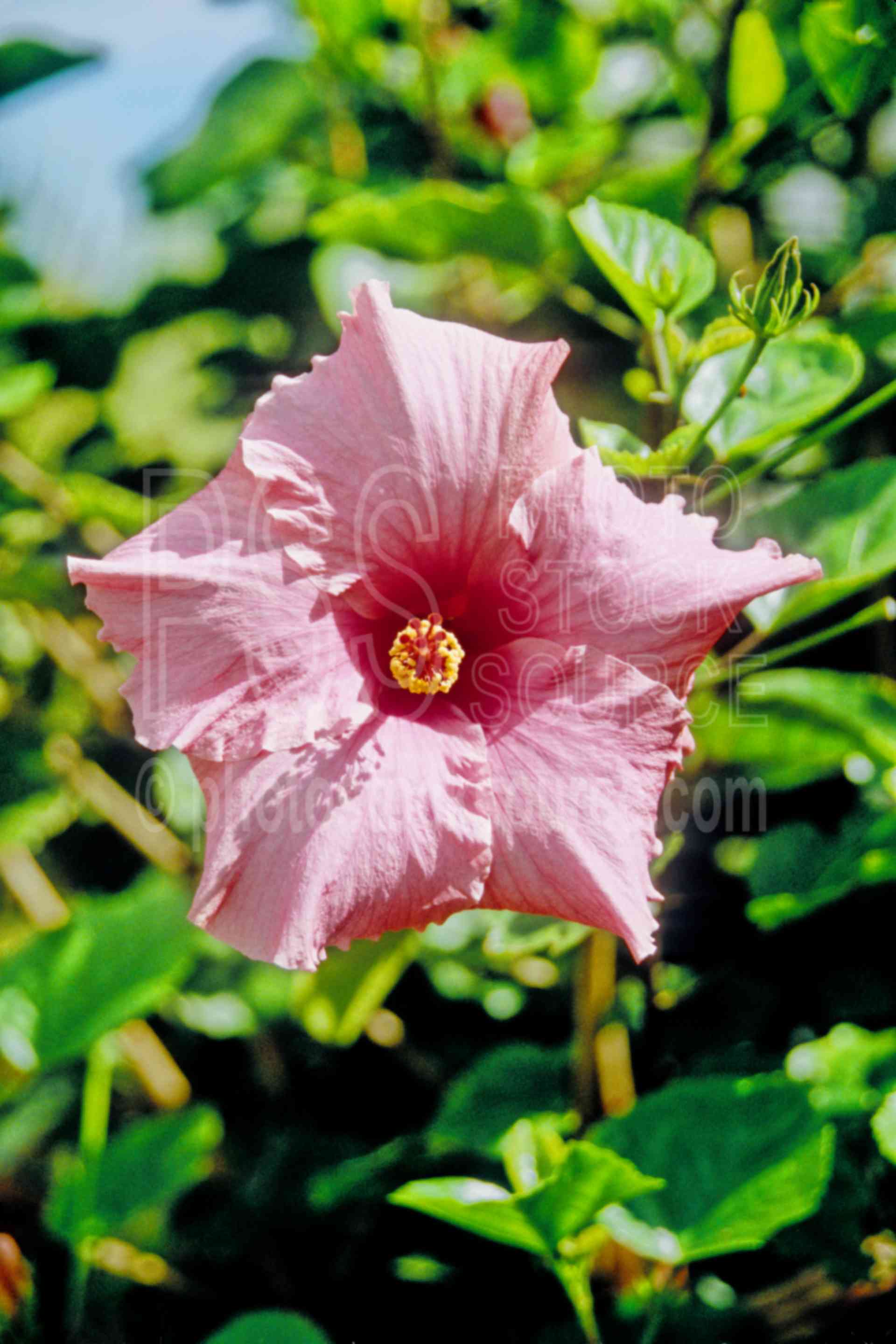 Tropical Flowers Gallery