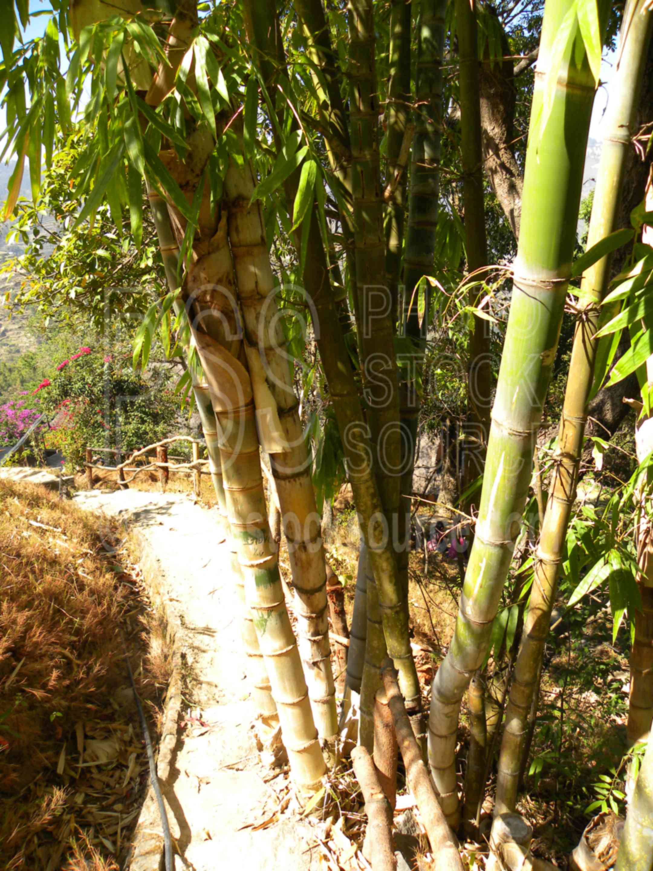 Plants Misc. Gallery