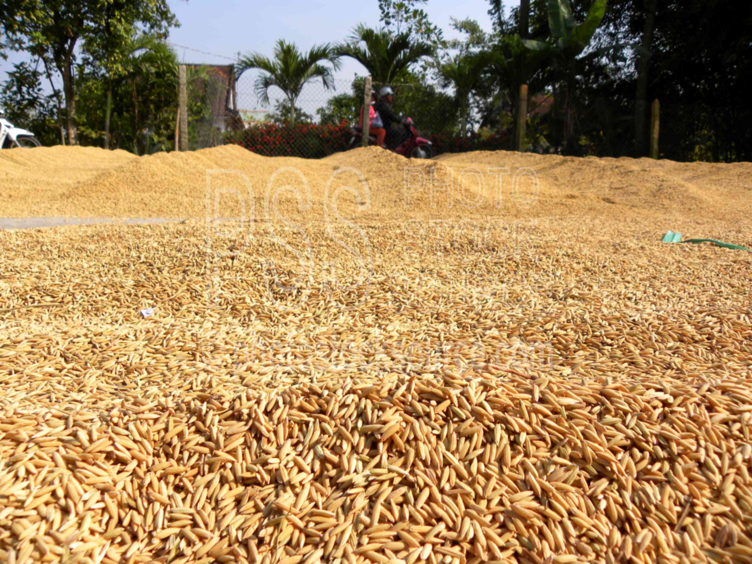 Agriculture Misc Gallery